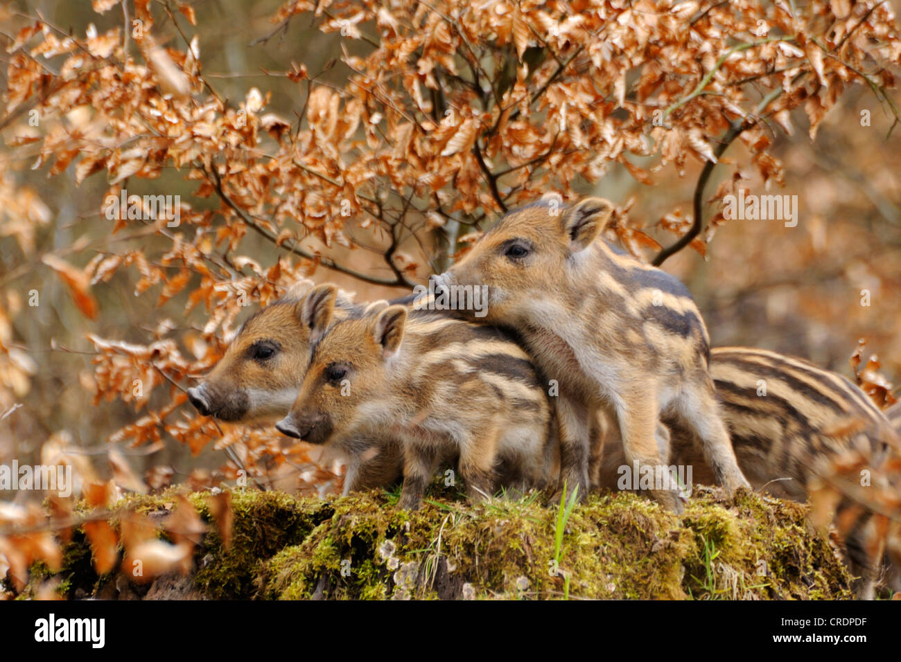 Four wild boars hi-res stock photography and images - Alamy