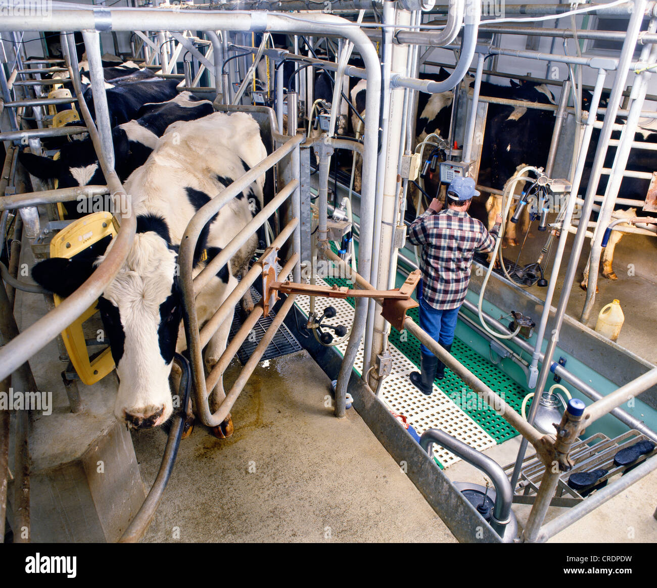 COMPUTERIZED MILK PARLOR / PENNSYLVANIA Stock Photo - Alamy