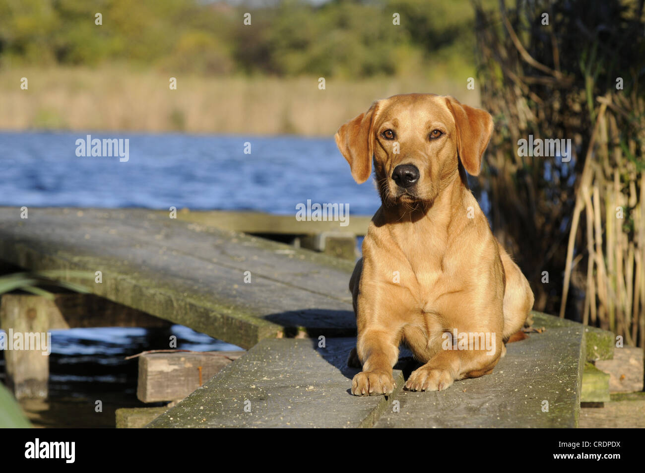 Labrador Retriever, female dog, lying on the boardwalk beside a lake ...