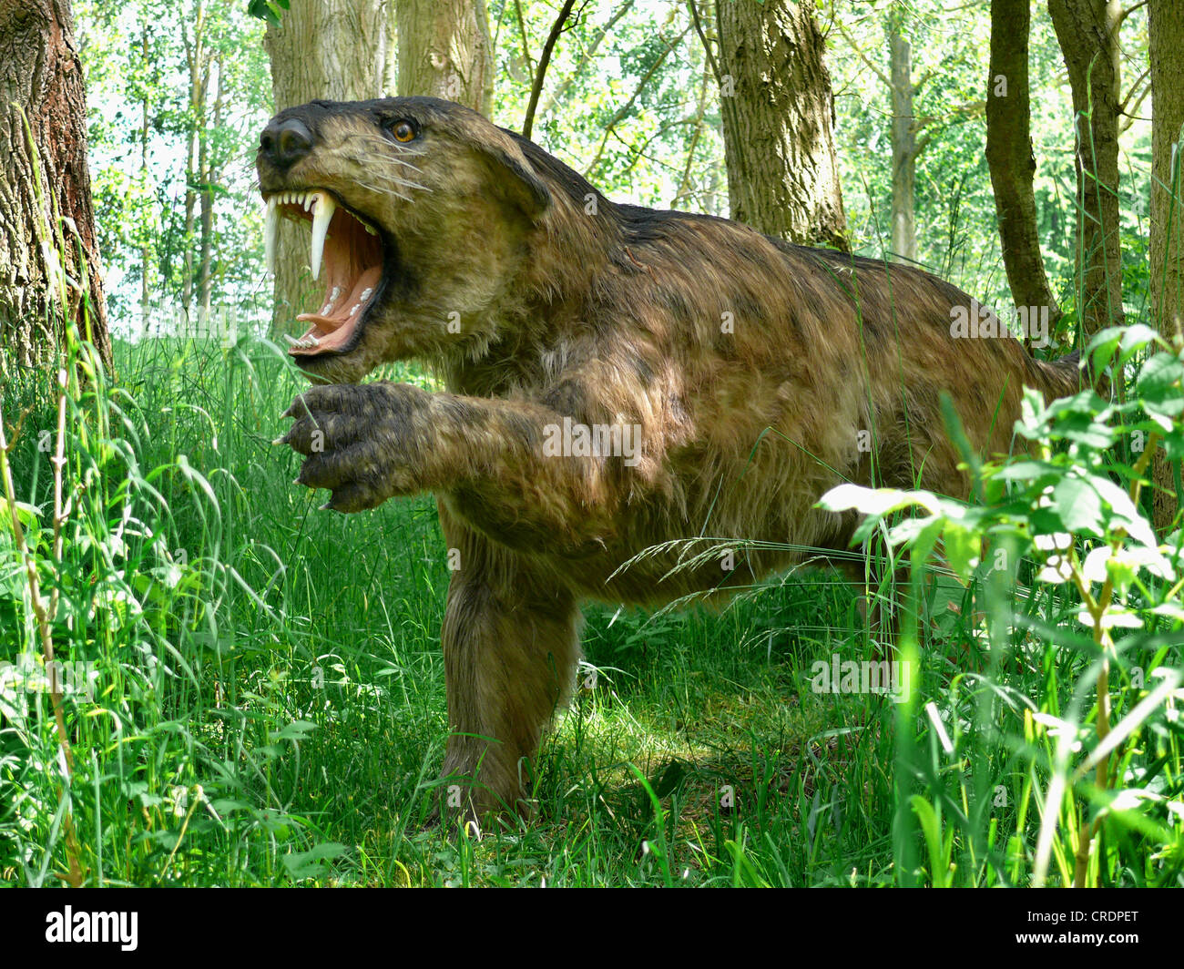 Sabre tooth tiger hi-res stock photography and images - Alamy