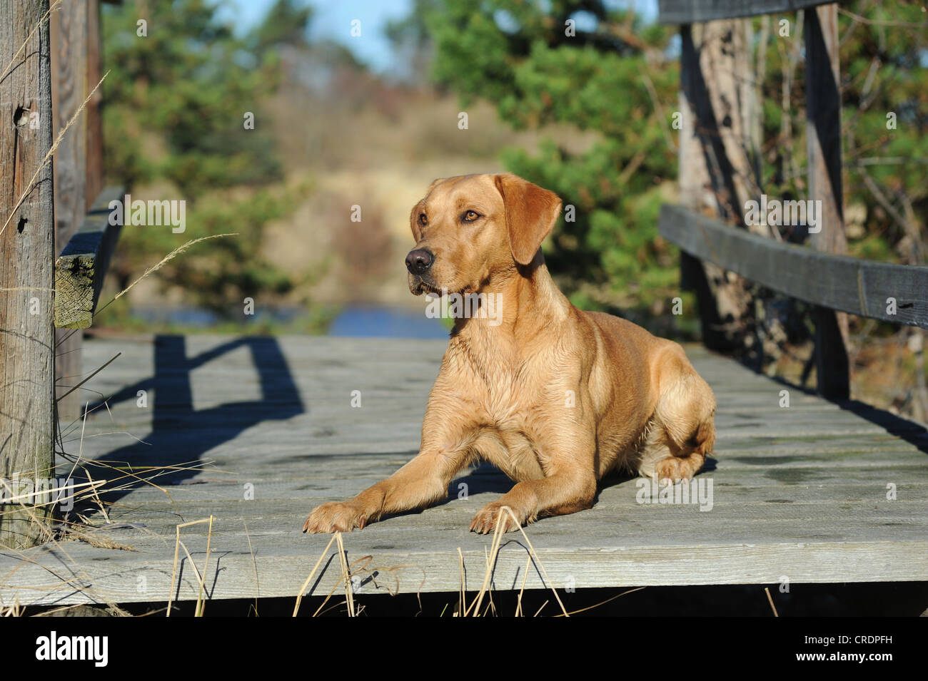 Labrador Retriever dog, bitch, lying on a boardwalk Stock Photo - Alamy
