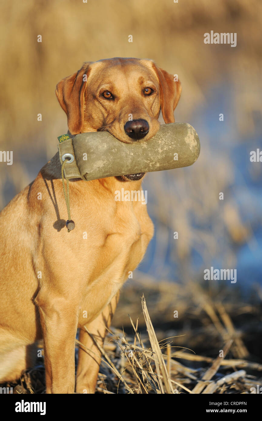 Labrador Retriever dog, bitch, biting into dummy Stock Photo - Alamy