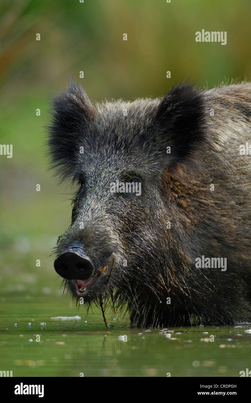Pig Mouth Open High Resolution Stock Photography and Images - Alamy