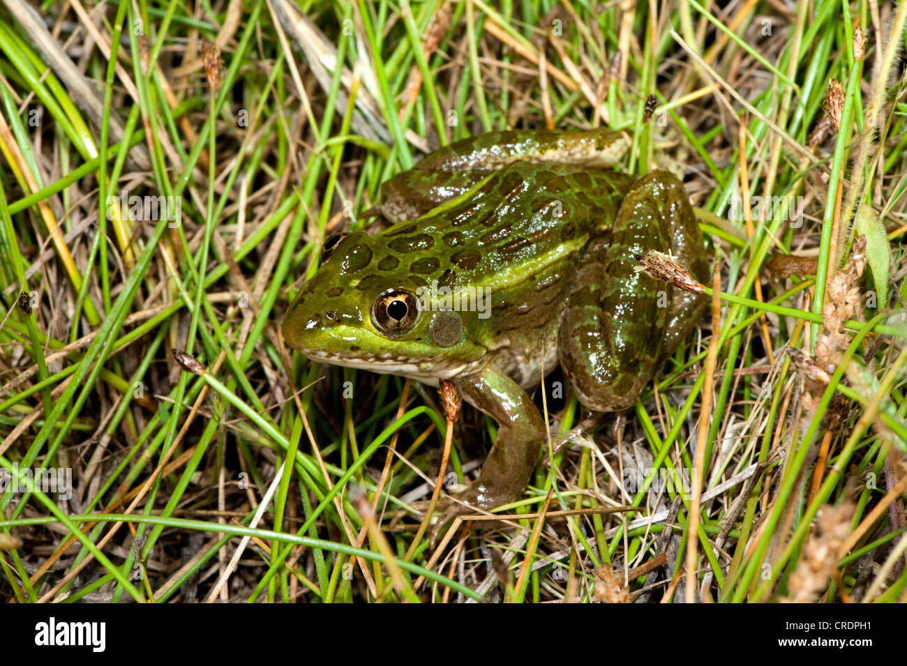 Chiricahua Leopard Frog Rana chiricahuensis near Pena Blanca Lake ...