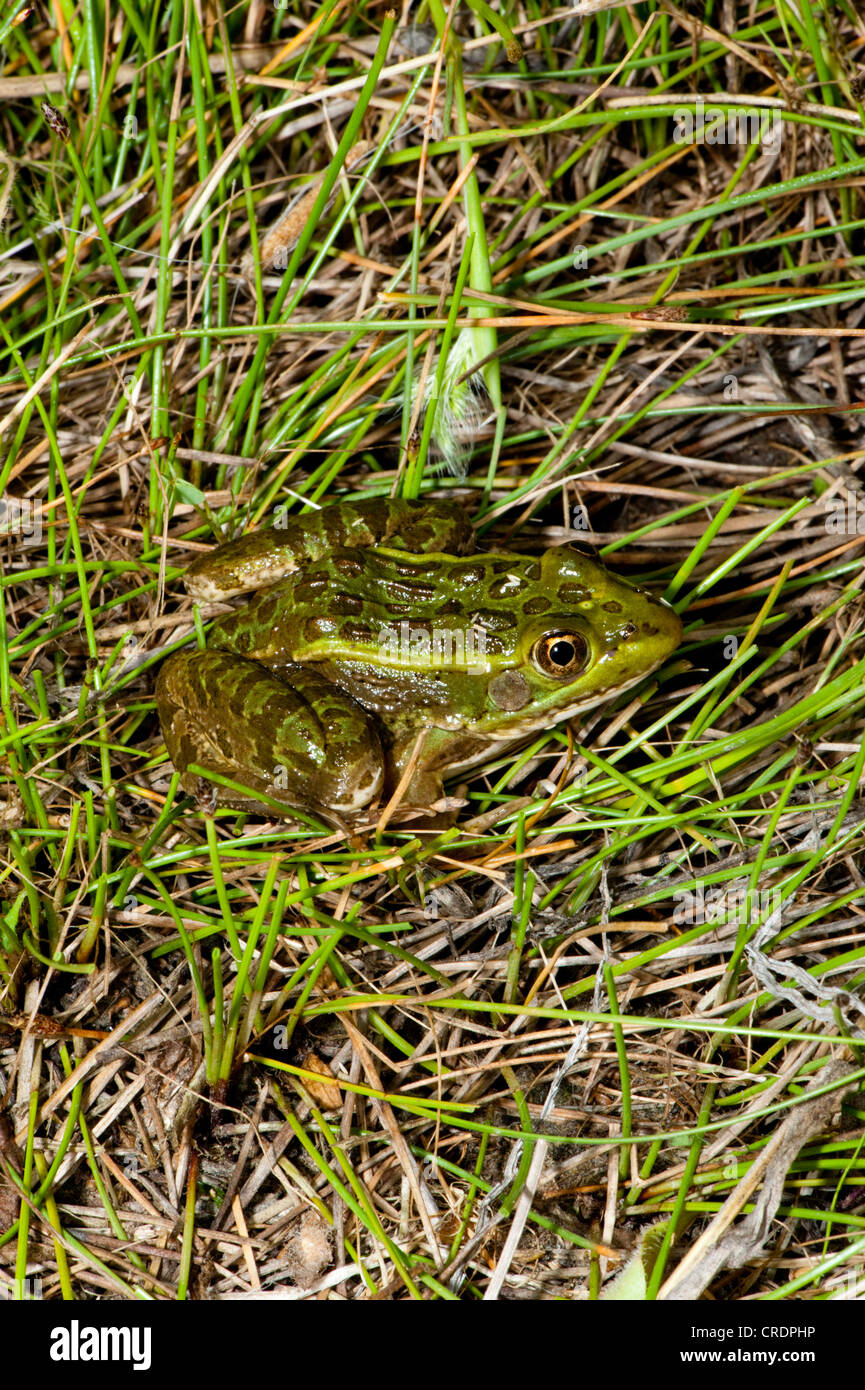 Chiricahua Leopard Frog Rana chiricahuensis near Pena Blanca Lake ...
