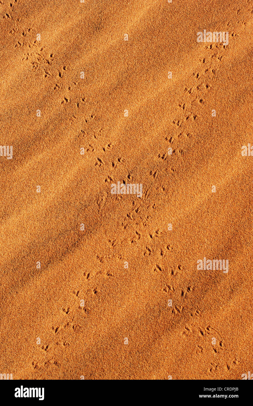 Crossing animal tracks on sand in the Namib Desert, Namibia, Africa ...