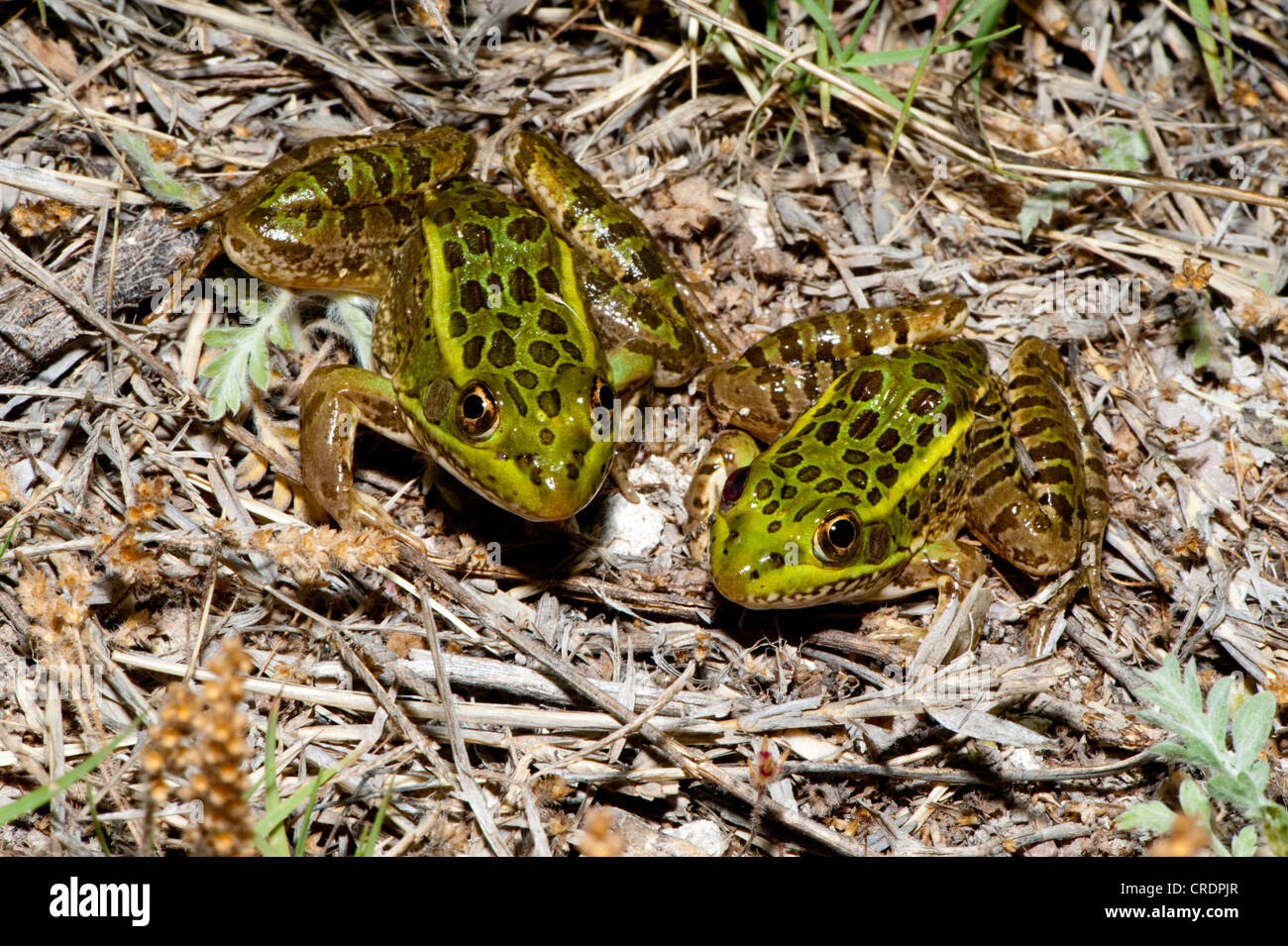 Chiricahua Leopard Frog Rana chiricahuensis near Pena Blanca Lake ...