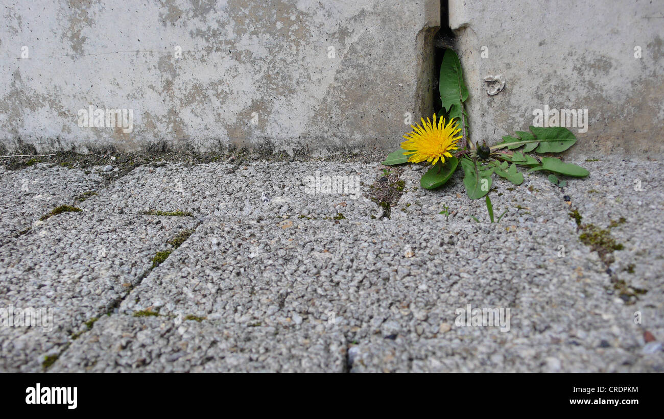 Planz hi-res stock photography and images - Alamy