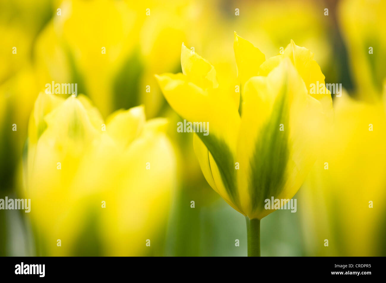 common garden tulip (Tulipa viridiflora 'Springgreen', Tulipa ...