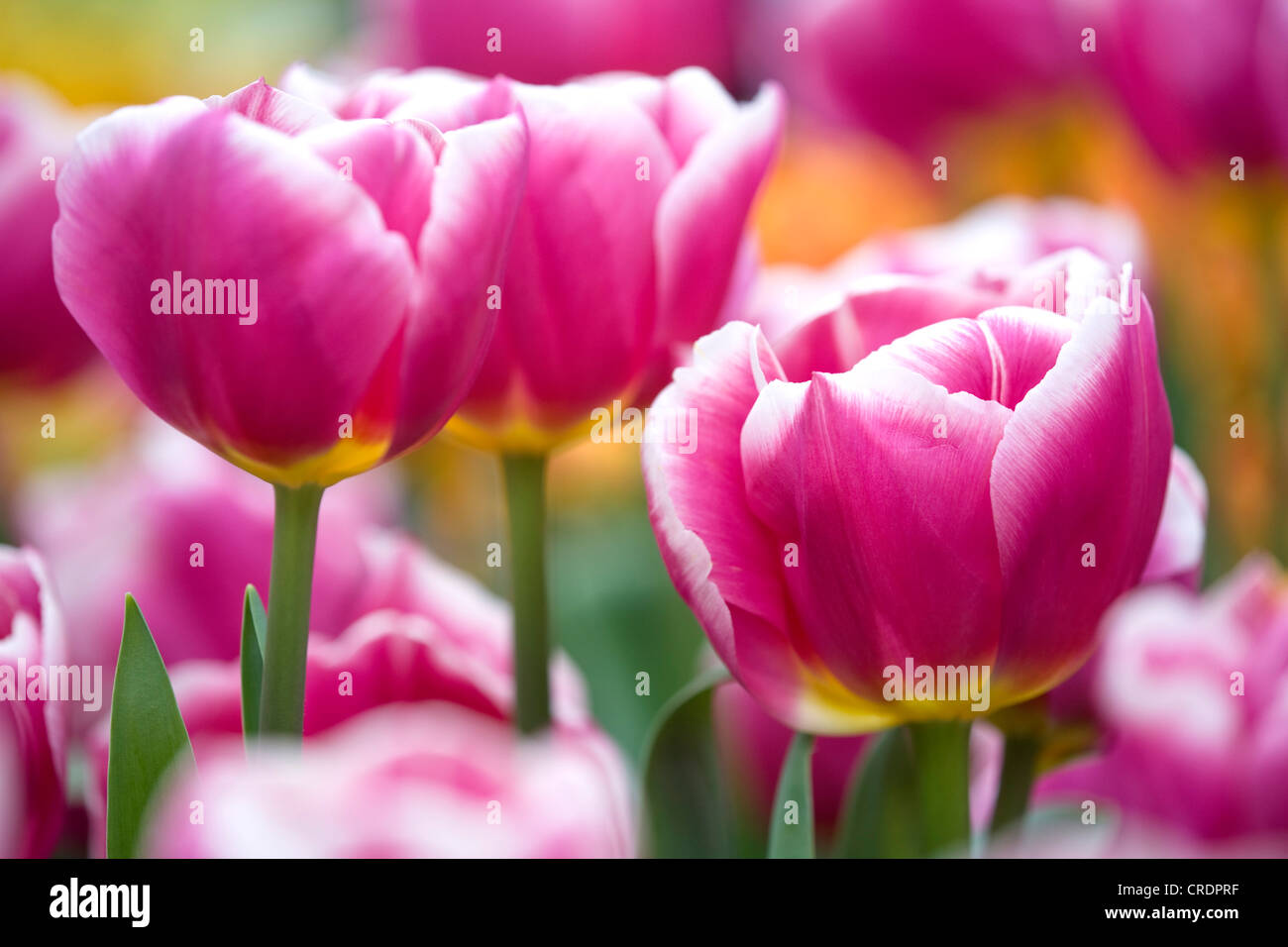 Cracker variety hi-res stock photography and images - Alamy