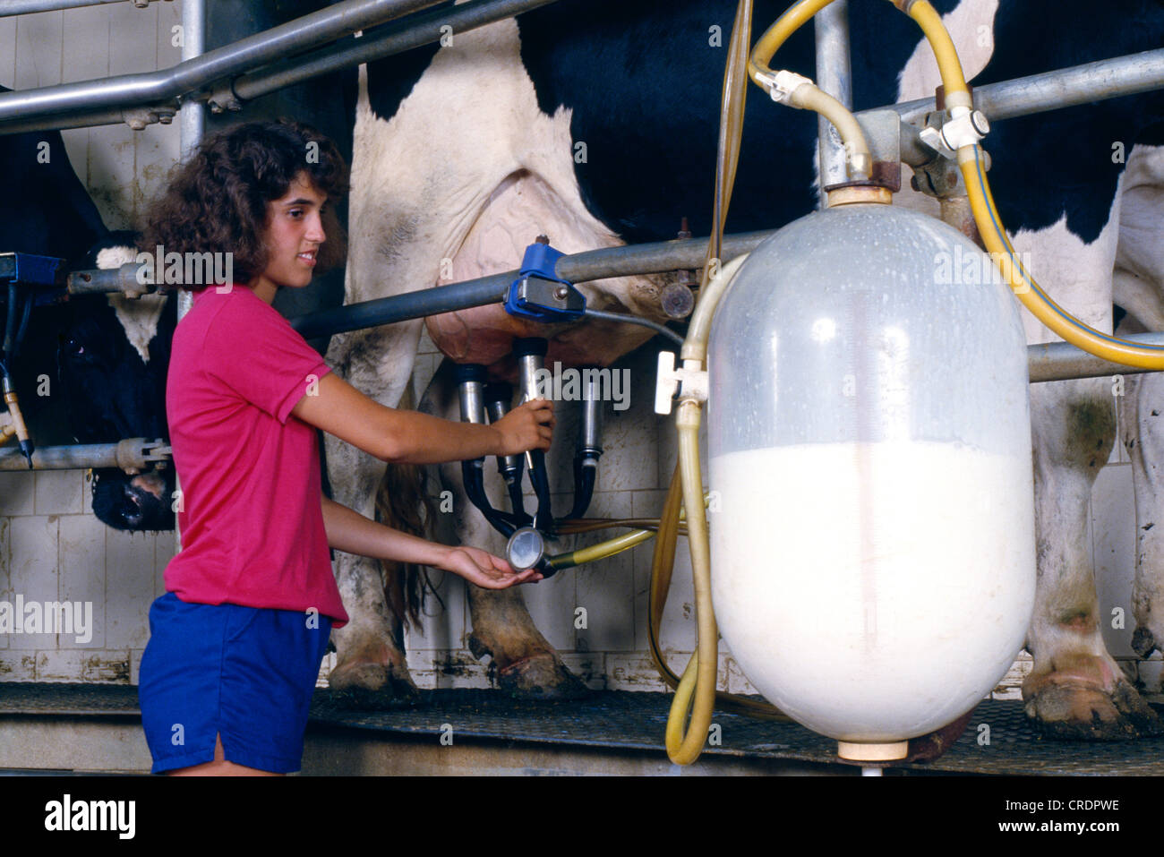 Mechanical milking mechanical milking hi-res stock photography and ...