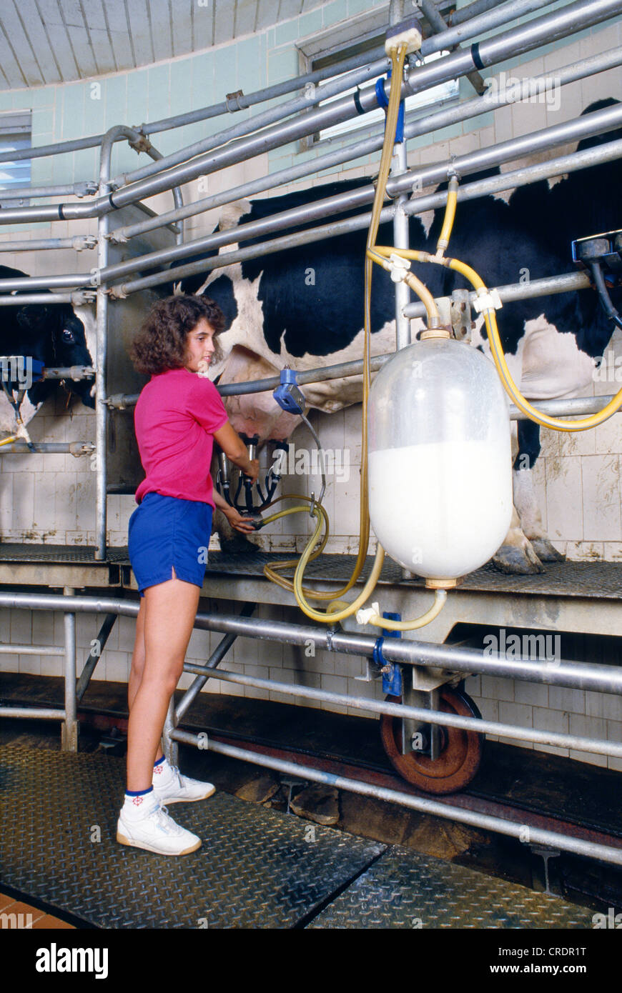 CAROUSEL MILKING PARLOR / QUARRYVILLE, PA Stock Photo - Alamy