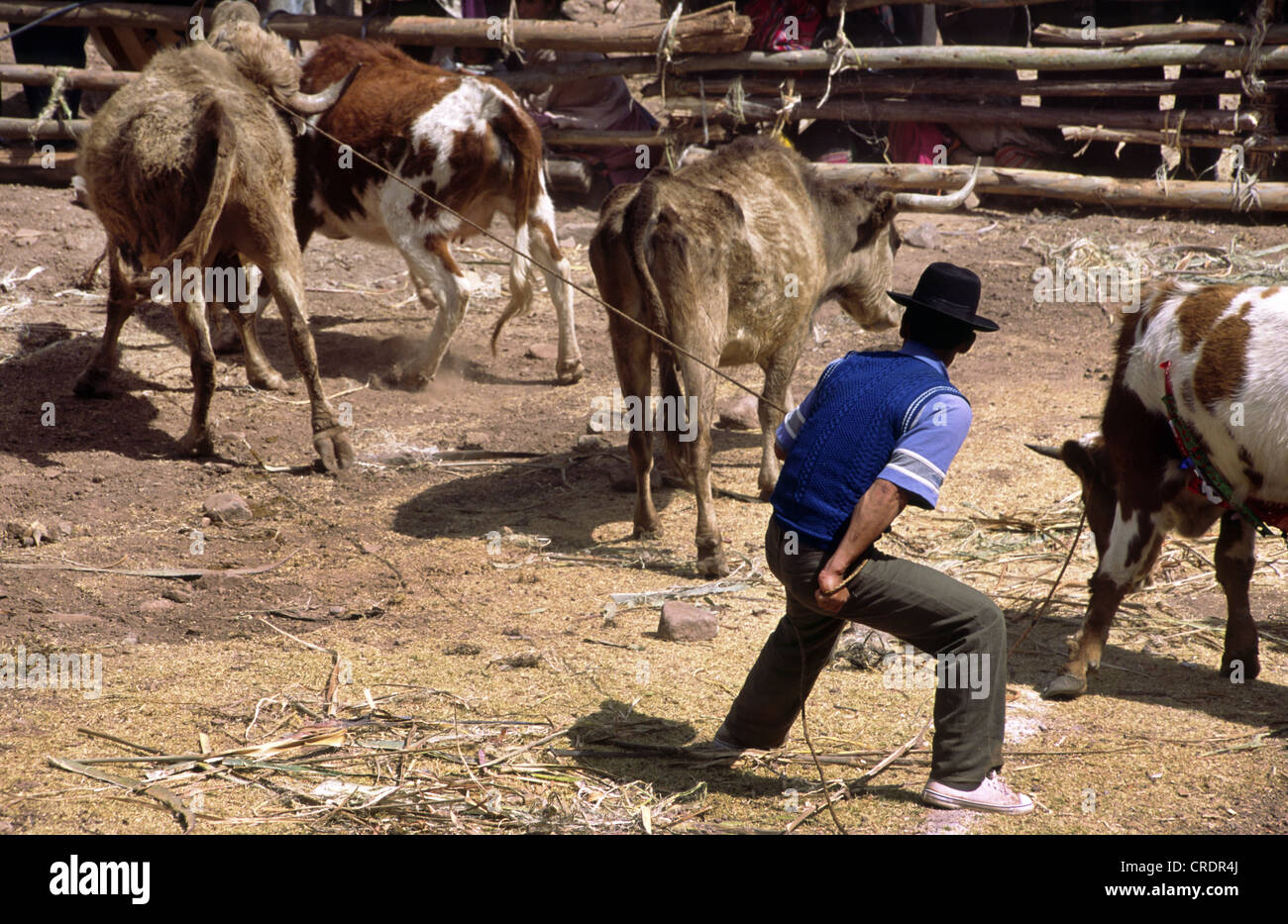 Man catching bull hi-res stock photography and images - Alamy