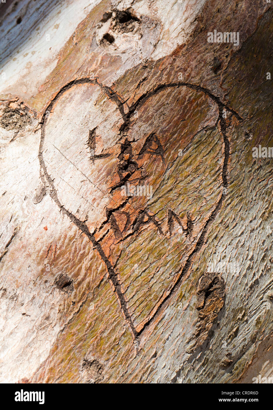 Tree carving heart hi-res stock photography and images - Alamy