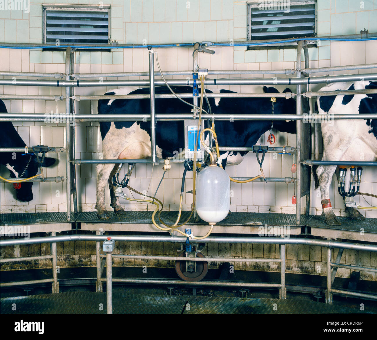 HOLSTEINS IN CAROUSEL MILKING PARLOR / PENNSYLVANIA Stock Photo - Alamy