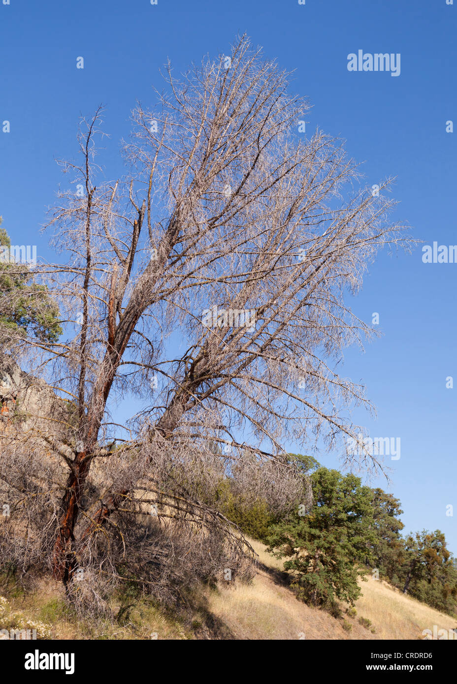Dead tree hi-res stock photography and images - Alamy