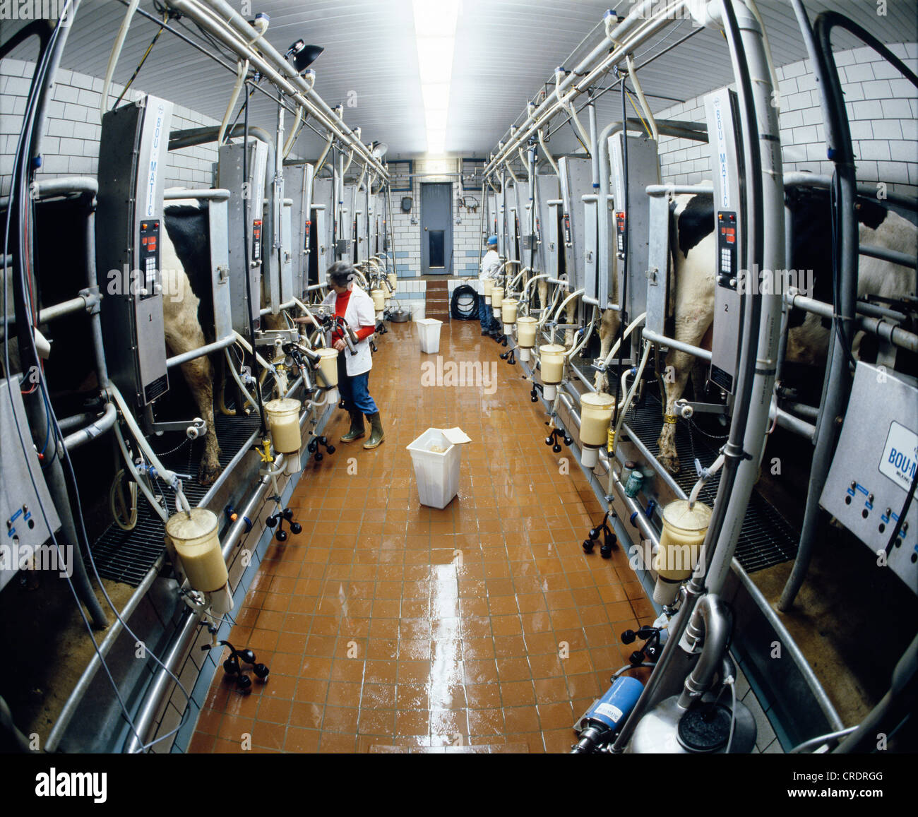 COMPUTERIZED MILKING PARLOR USING COMPUTER TO RECORD EACH COW'S MILK ...