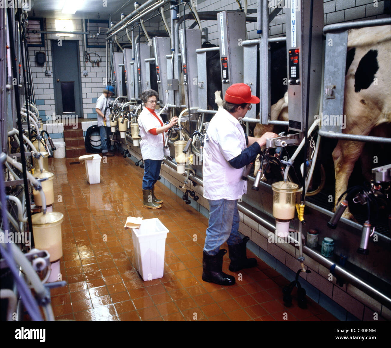 COMPUTERIZED MILKING PARLOR COMPUTER RECORDS EACH COW'S MILK PRODUCTION ...