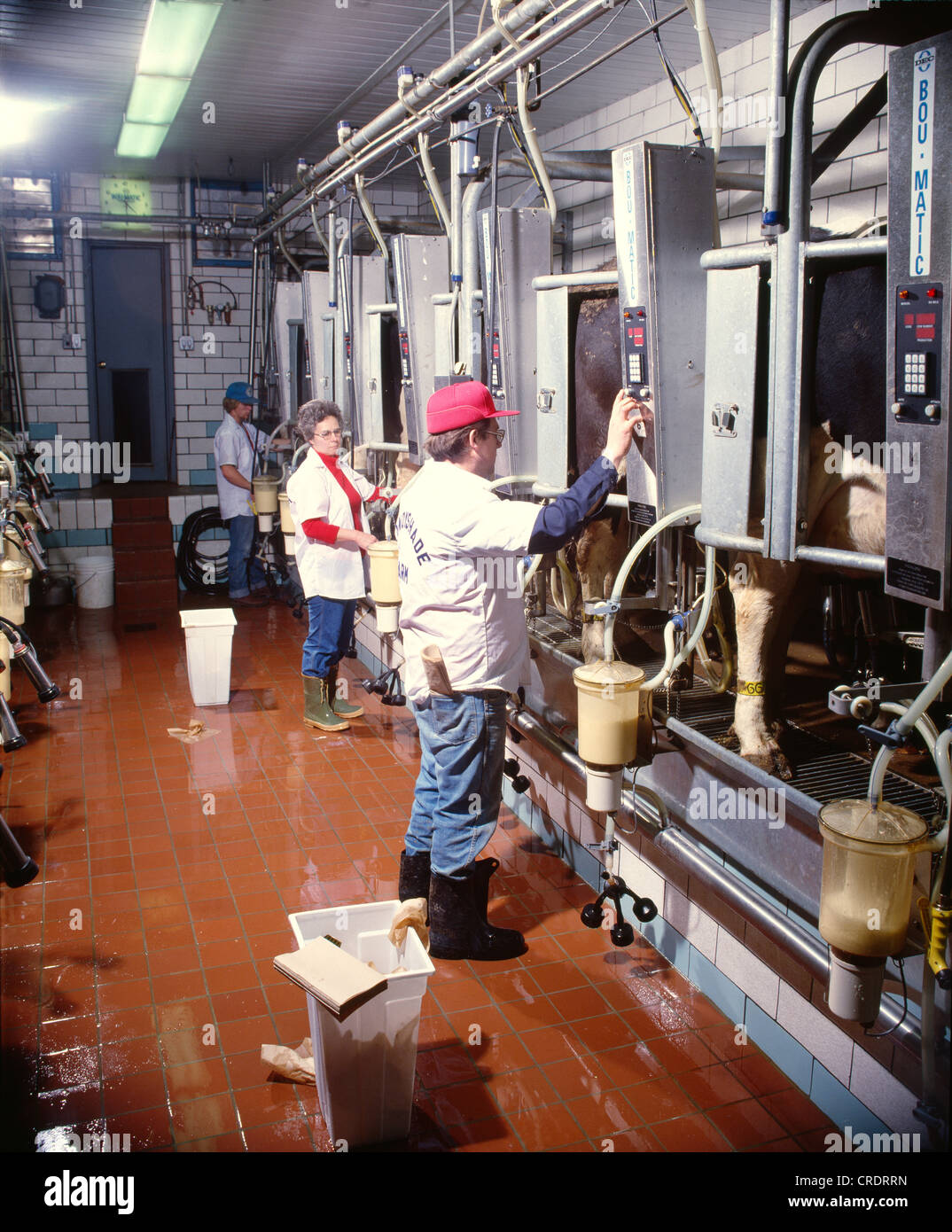 COMPUTERIZED MILKING PARLOR COMPUTER RECORDS EACH COW'S MILK PRODUCTION ...