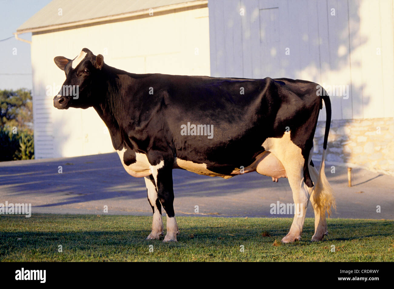 EXCELLENT HOLSTEIN COW / PENNSYLVANIA Stock Photo - Alamy