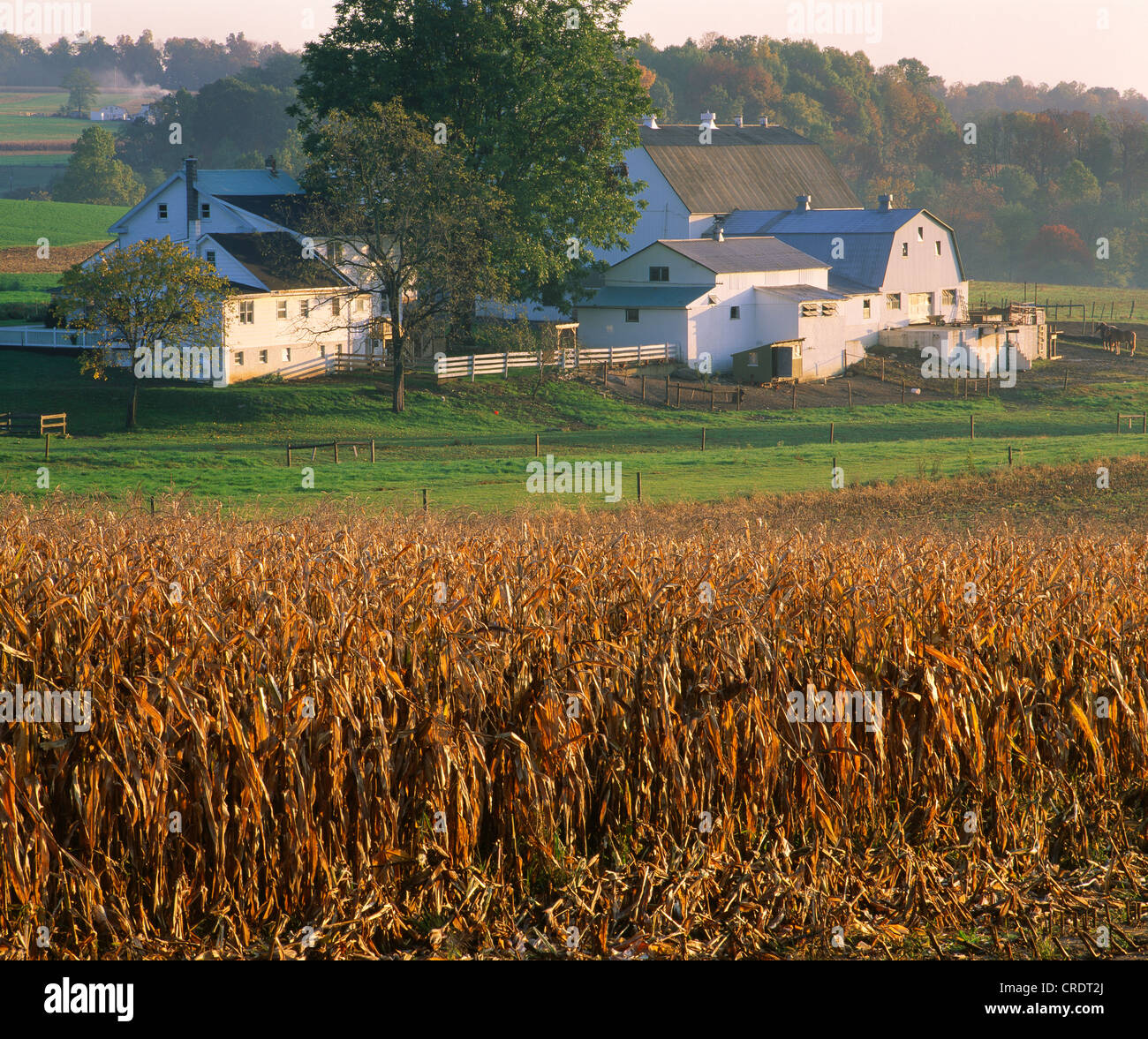 CORN GROWING AT AMISH DAIRY FARM / LANCASTER COUNTY, PENNSYLVANIA Stock ...
