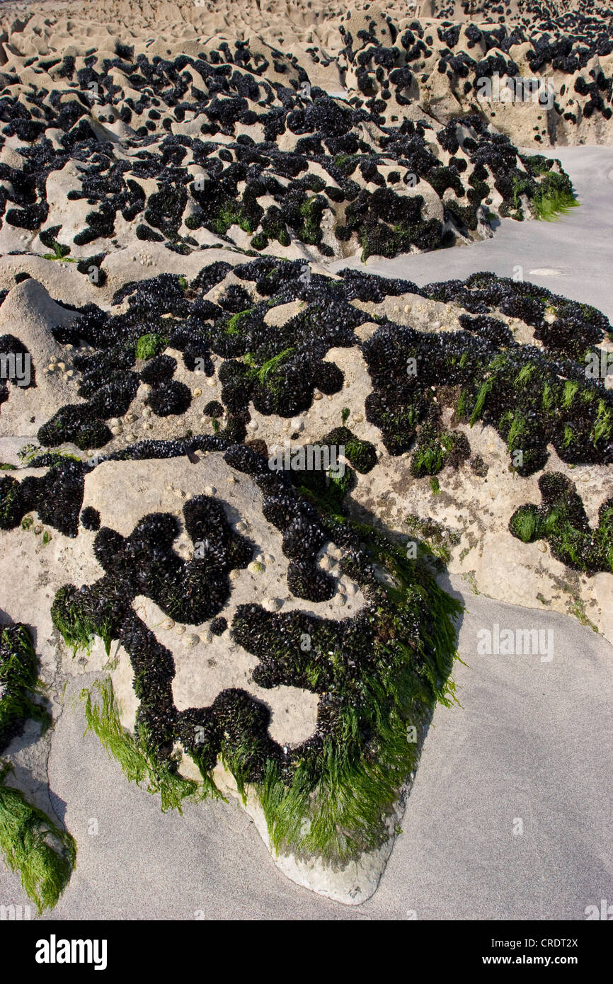 blue mussel, bay mussel, common mussel, common blue mussel (Mytilus ...