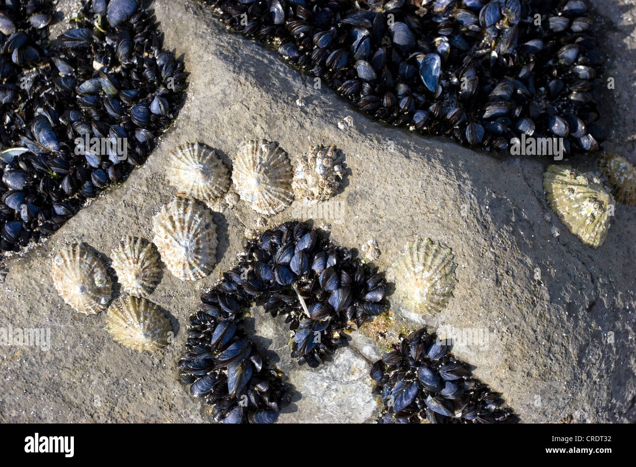 blue mussel, bay mussel, common mussel, common blue mussel (Mytilus ...
