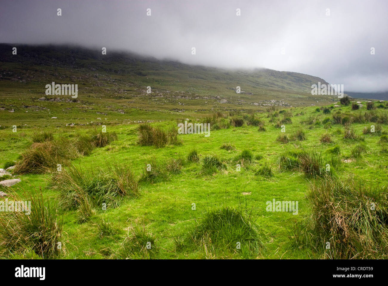 bog rush (Juncus spec.), bog rushs on a marsh meadow, Ireland, Cork ...