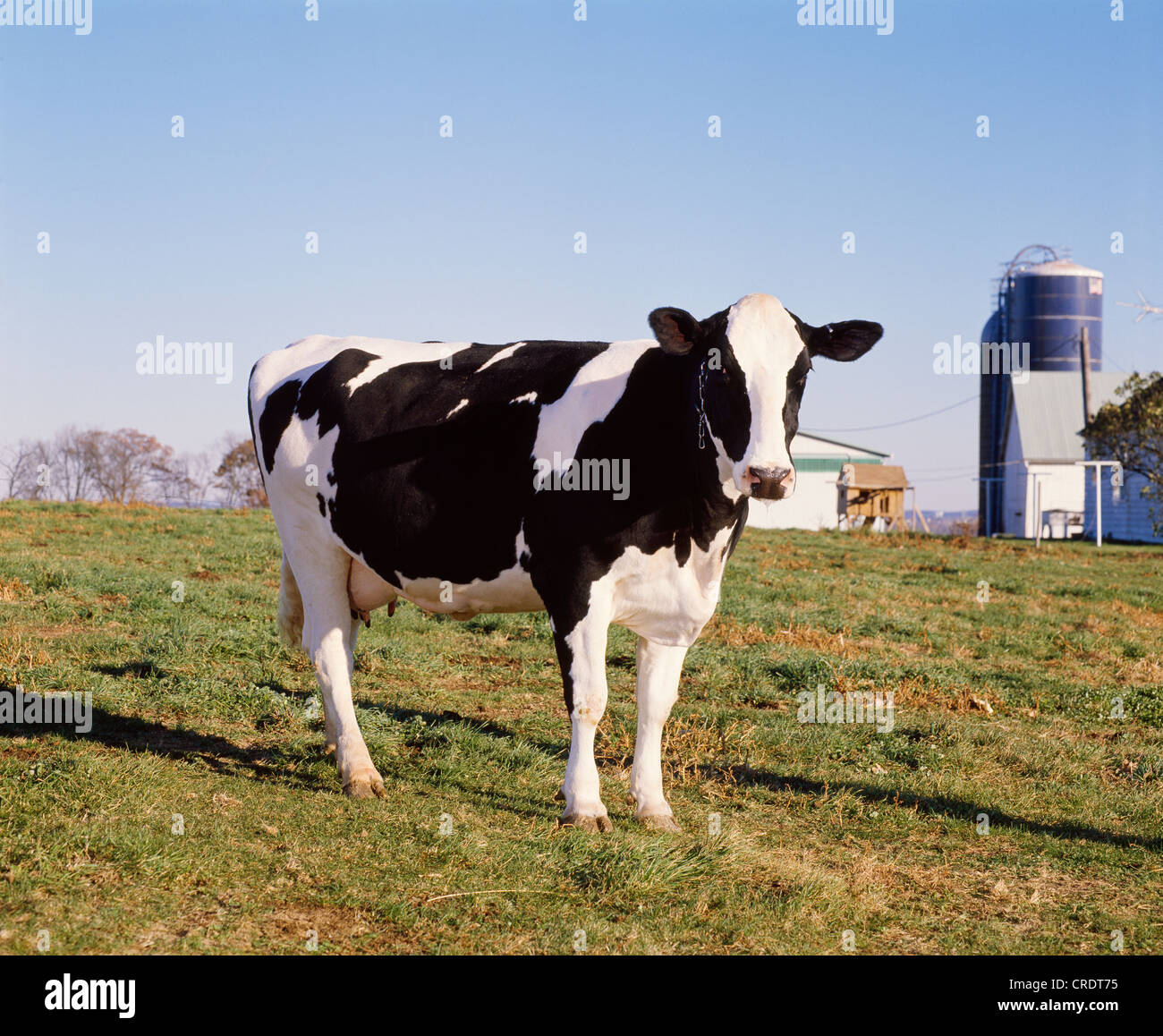 Black White Holstein Cow Pennsylvania High Resolution Stock Photography ...