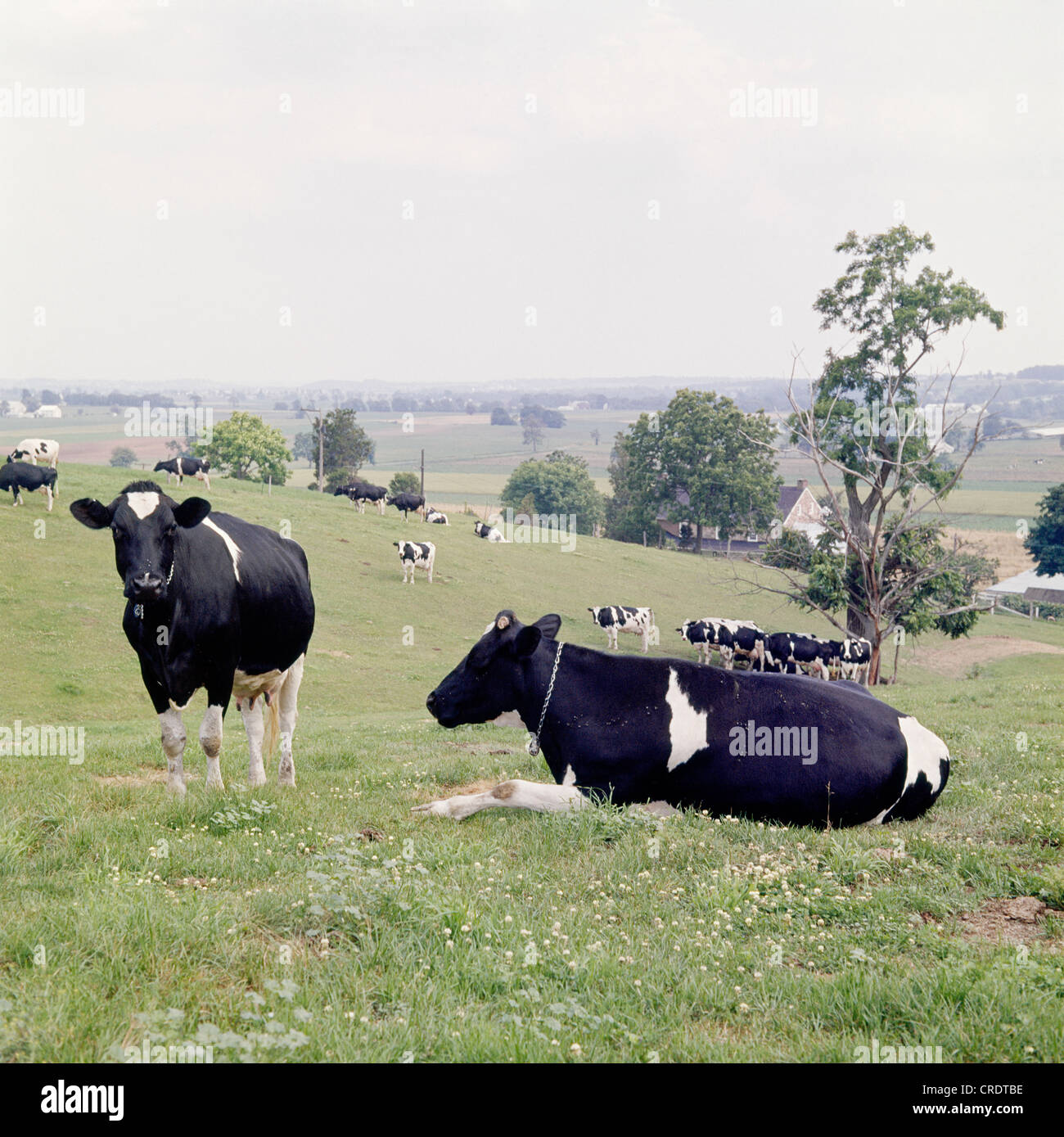 HOLSTEIN COWS / PENNSYLVANIA Stock Photo - Alamy