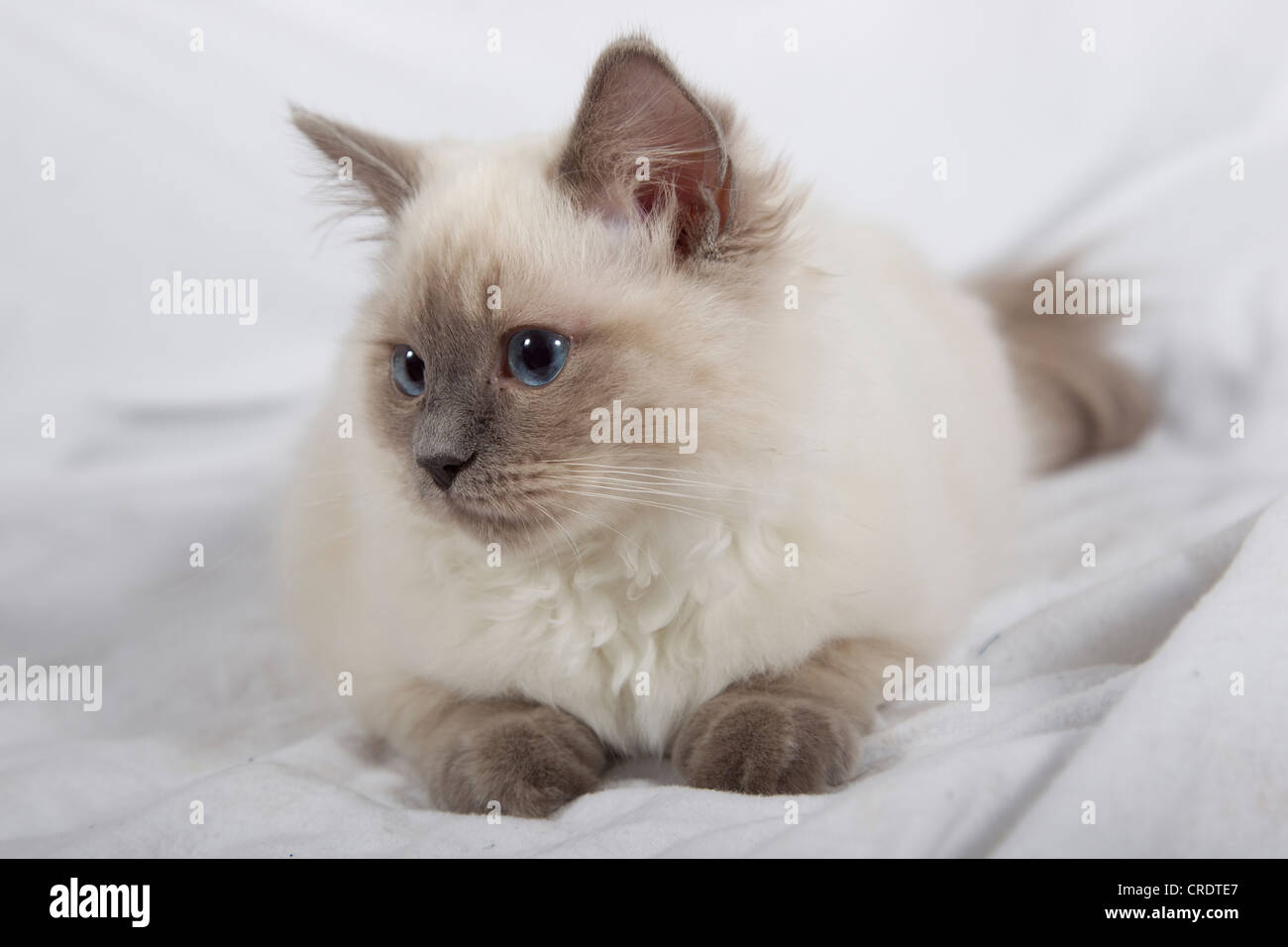Close up ragdoll cat hi-res stock photography and images - Alamy