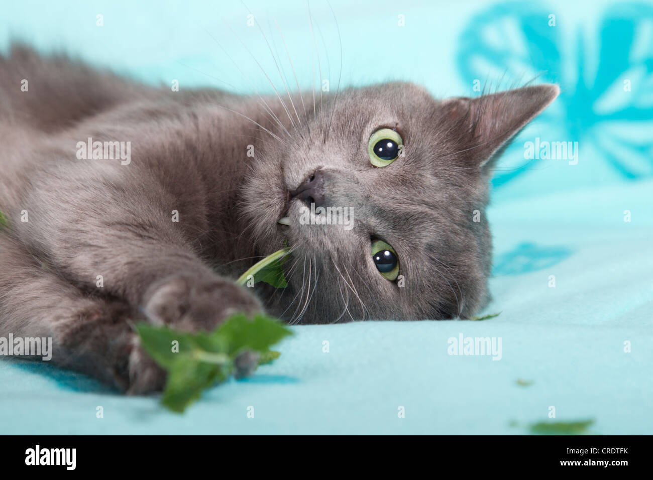 Nebelung cat, pedigree cat, semi-long-hair, with catnip Stock Photo - Alamy