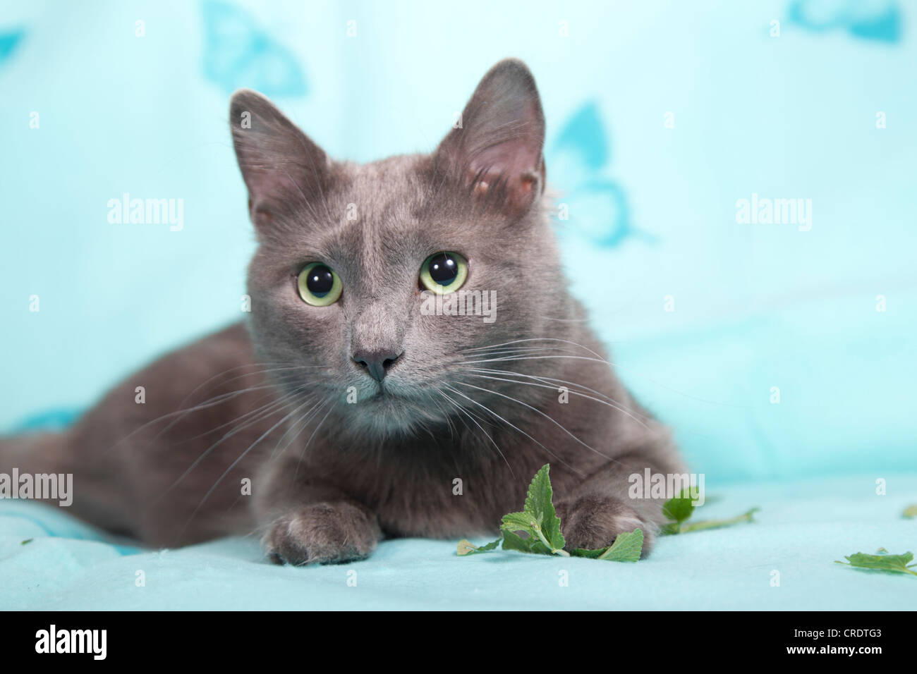 Semi long hair hi-res stock photography and images - Alamy