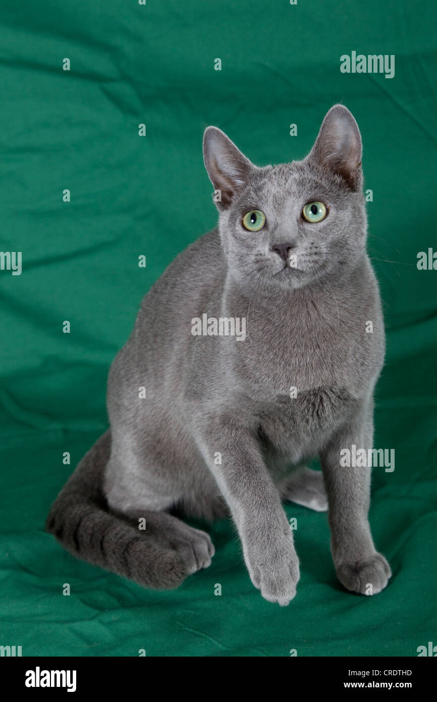 Russian Blue, pedigree cat, short-hair cat Stock Photo - Alamy