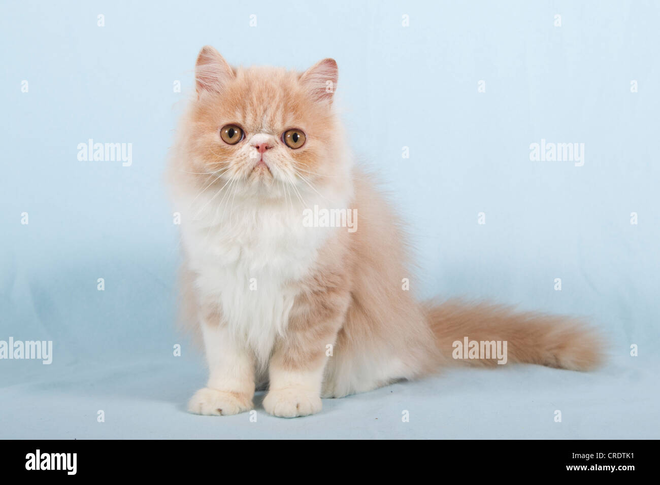 Kitten, Persian cat, long-haired Stock Photo - Alamy
