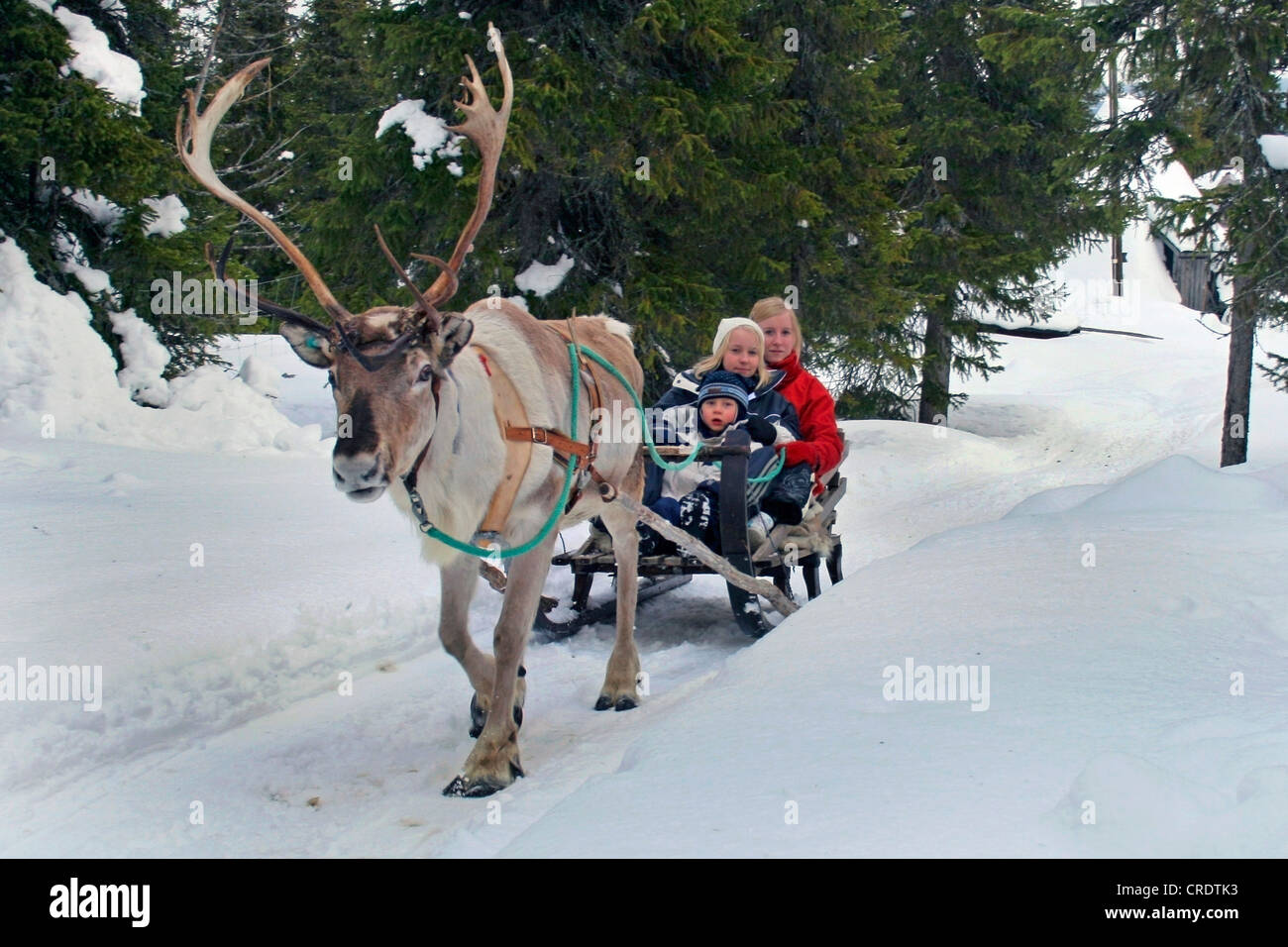 Reindeer farm Orjasniemi at Kuontivaara, children at reindeer sleigh ...