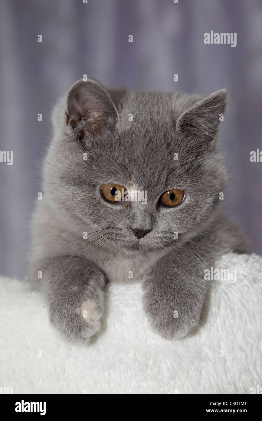British shorthair hi-res stock photography and images - Alamy