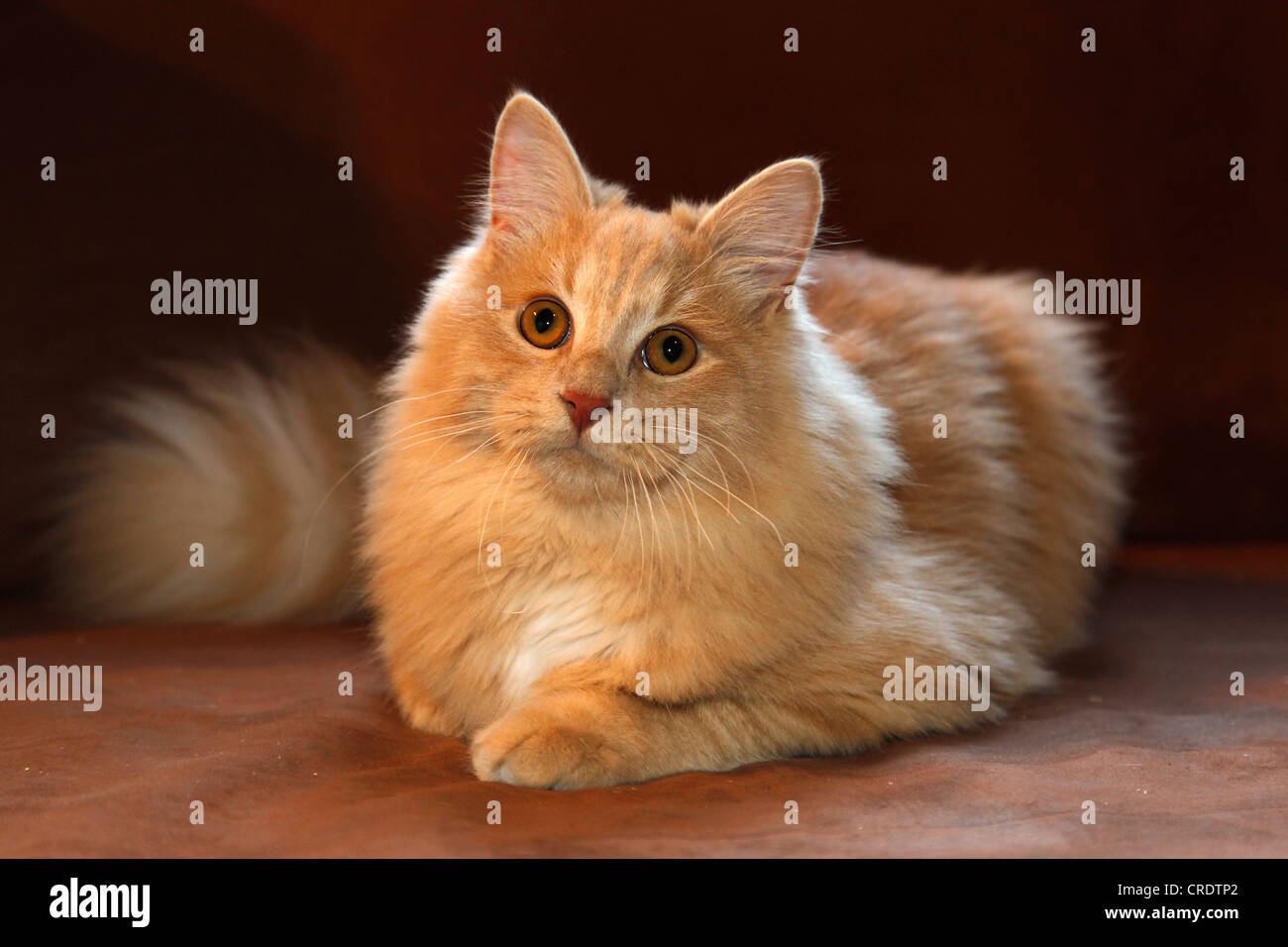 Siberian cat (Felis silvestris catus Stock Photo - Alamy
