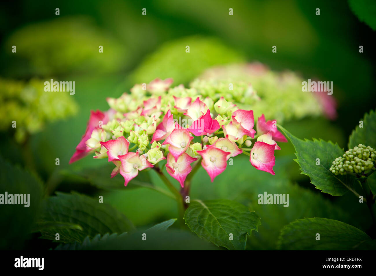A flat flower head of pink hydrangea (Hydrangea macrophylla). Fleur d ...