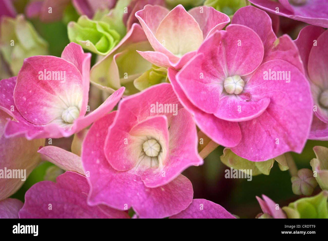 A flat flower head of pink hydrangea (Hydrangea macrophylla). Fleur d ...