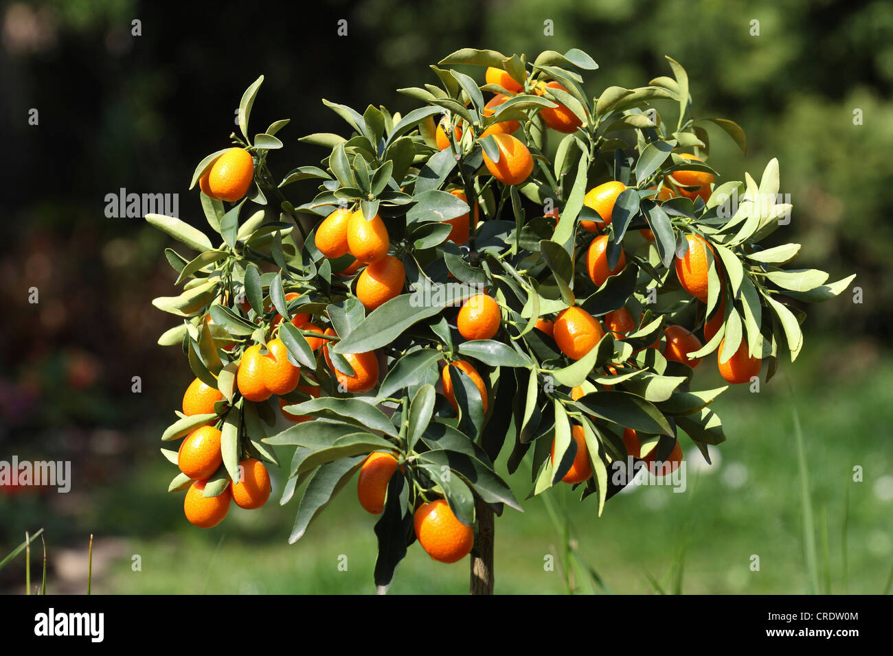 kumquat (Fortunella margarita), fruits on tree Stock Photo - Alamy