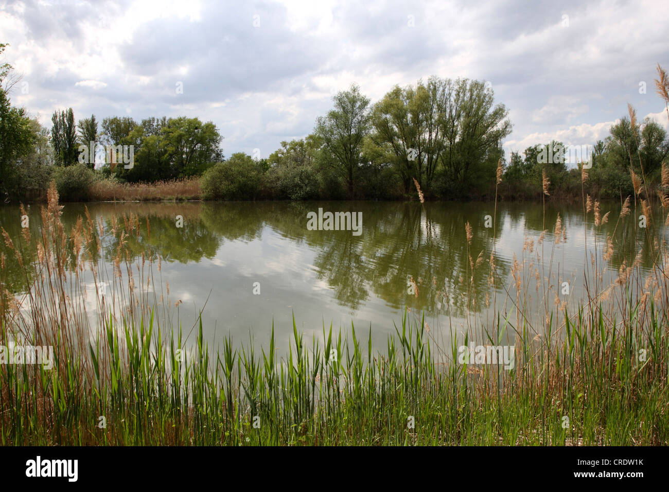 river scenery in spring, Germany Stock Photo - Alamy