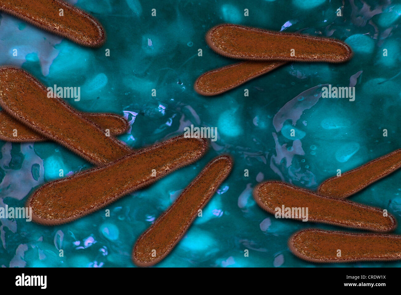 Bacteria as pathogens in the human body, illustration Stock Photo - Alamy