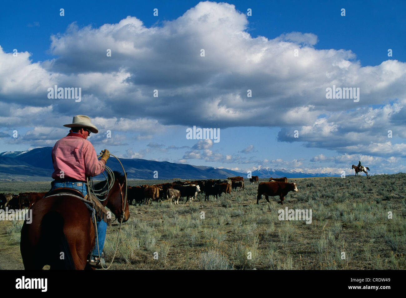 Cowboys horses ranch cattle lasso hi-res stock photography and images ...