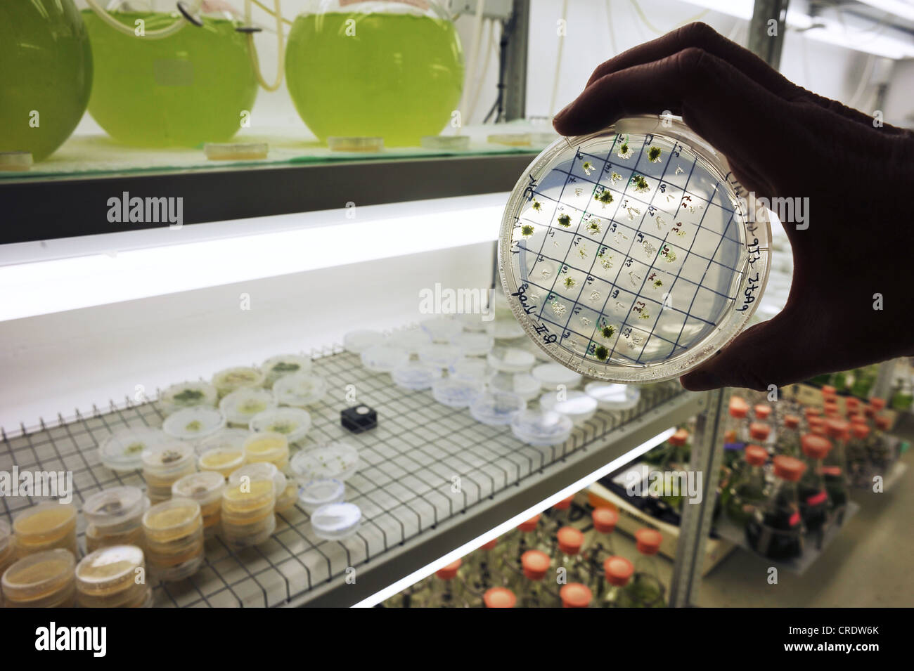 Scientist examining a specimen with green plants Stock Photo - Alamy