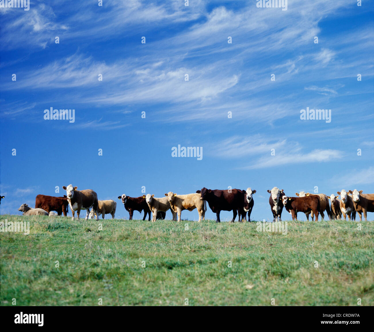 BULL, COWS AND CALVES / MISSOURI Stock Photo - Alamy