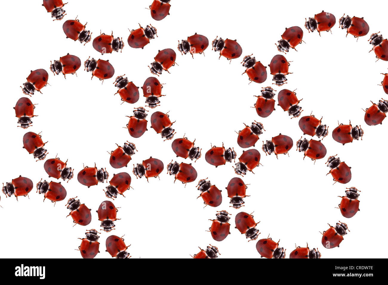 Illustration beetles hi-res stock photography and images - Alamy