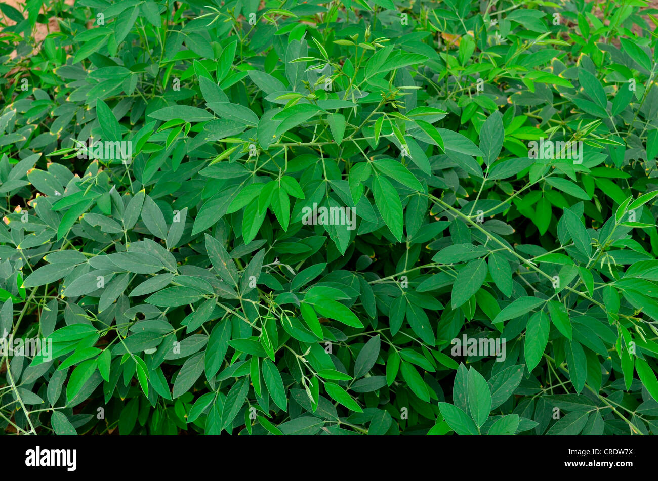 pigeon pea plants or arhar Stock Photo - Alamy