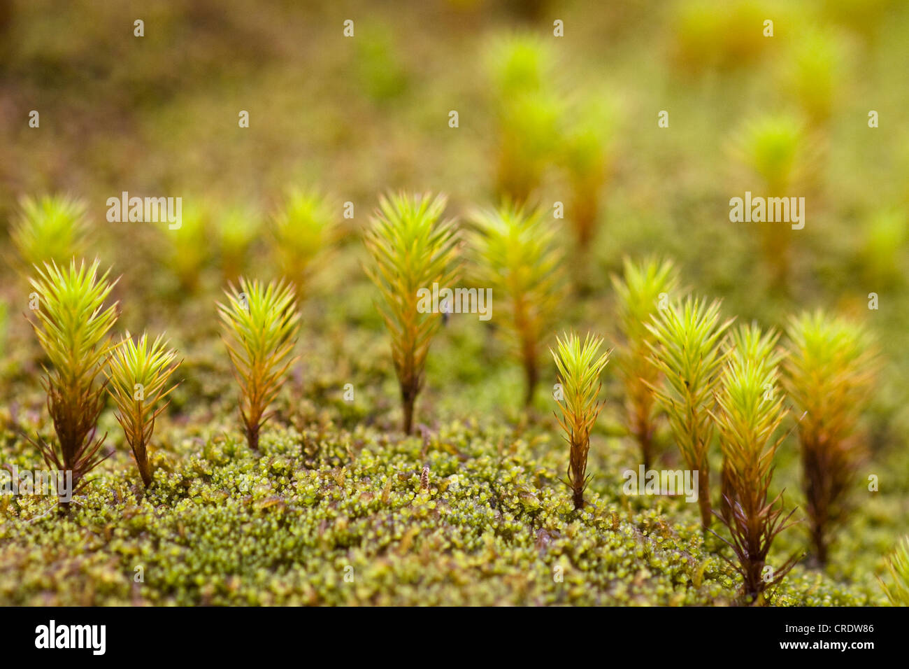 haircap moss, Hair moss; pidgeon weed, bird weed (Polytrichum piliferum ...
