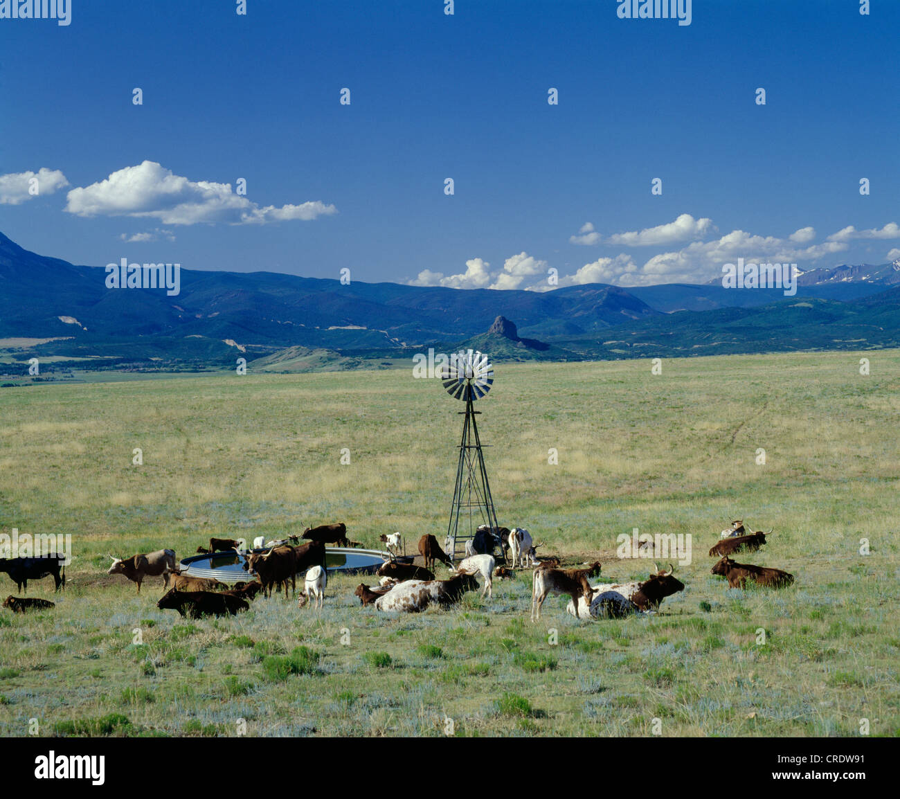 LONGHORN CATTLE / COLORADO Stock Photo - Alamy